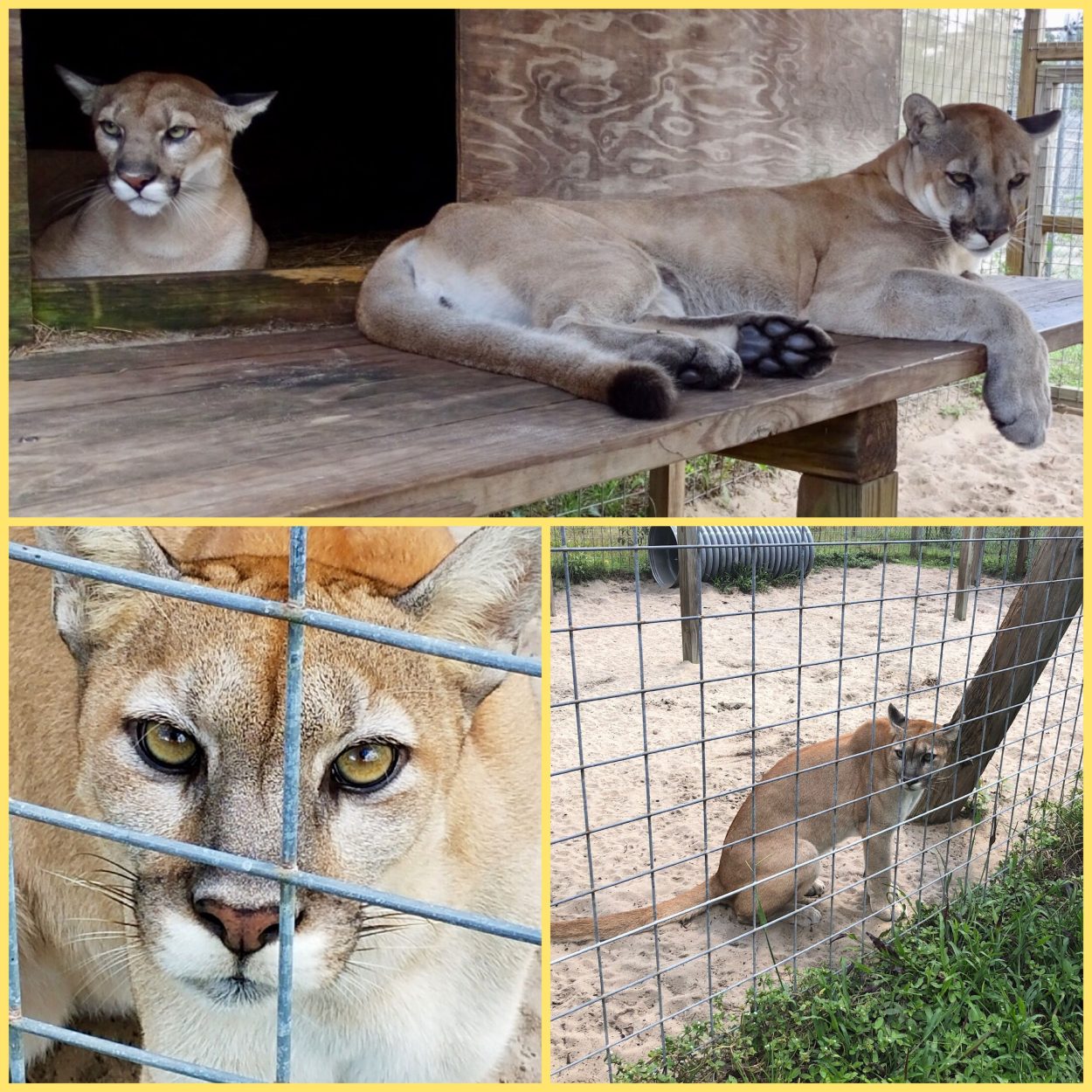 Single Vision Animal Sanctuary … a MUST visit in Melrose, Florida – My ...