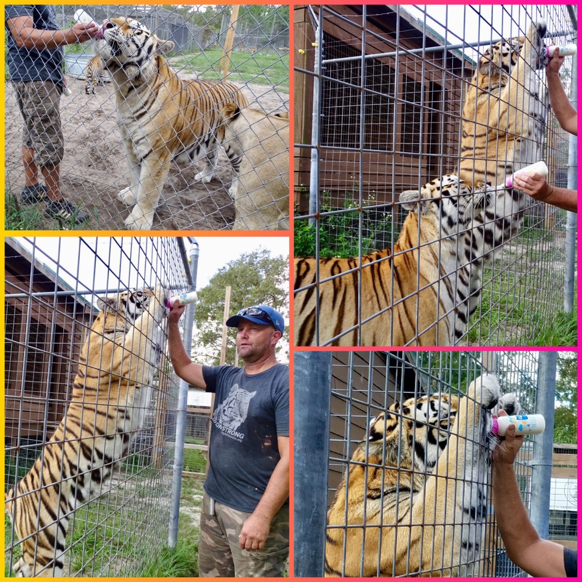 Single Vision Animal Sanctuary … a MUST visit in Melrose, Florida – My ...