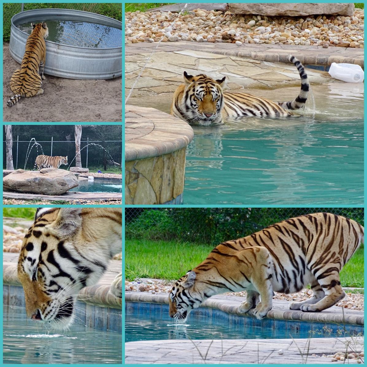 Single Vision Animal Sanctuary … a MUST visit in Melrose, Florida – My ...
