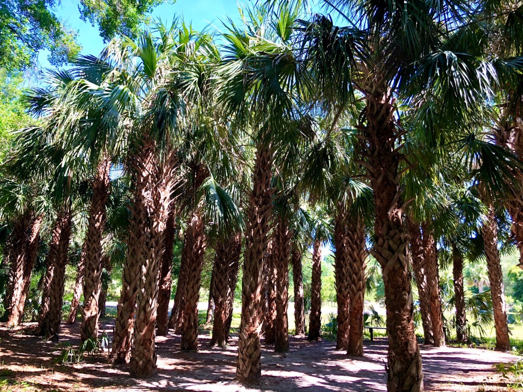 Jacksonville Arboretum & Gardens, something for everyone – My Florida Life