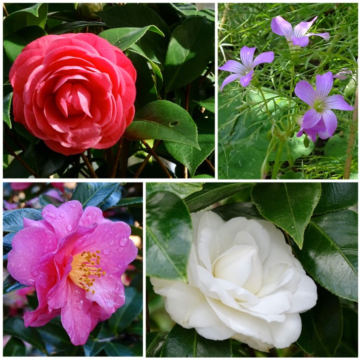 Jacksonville Arboretum & Gardens, something for everyone – My Florida Life