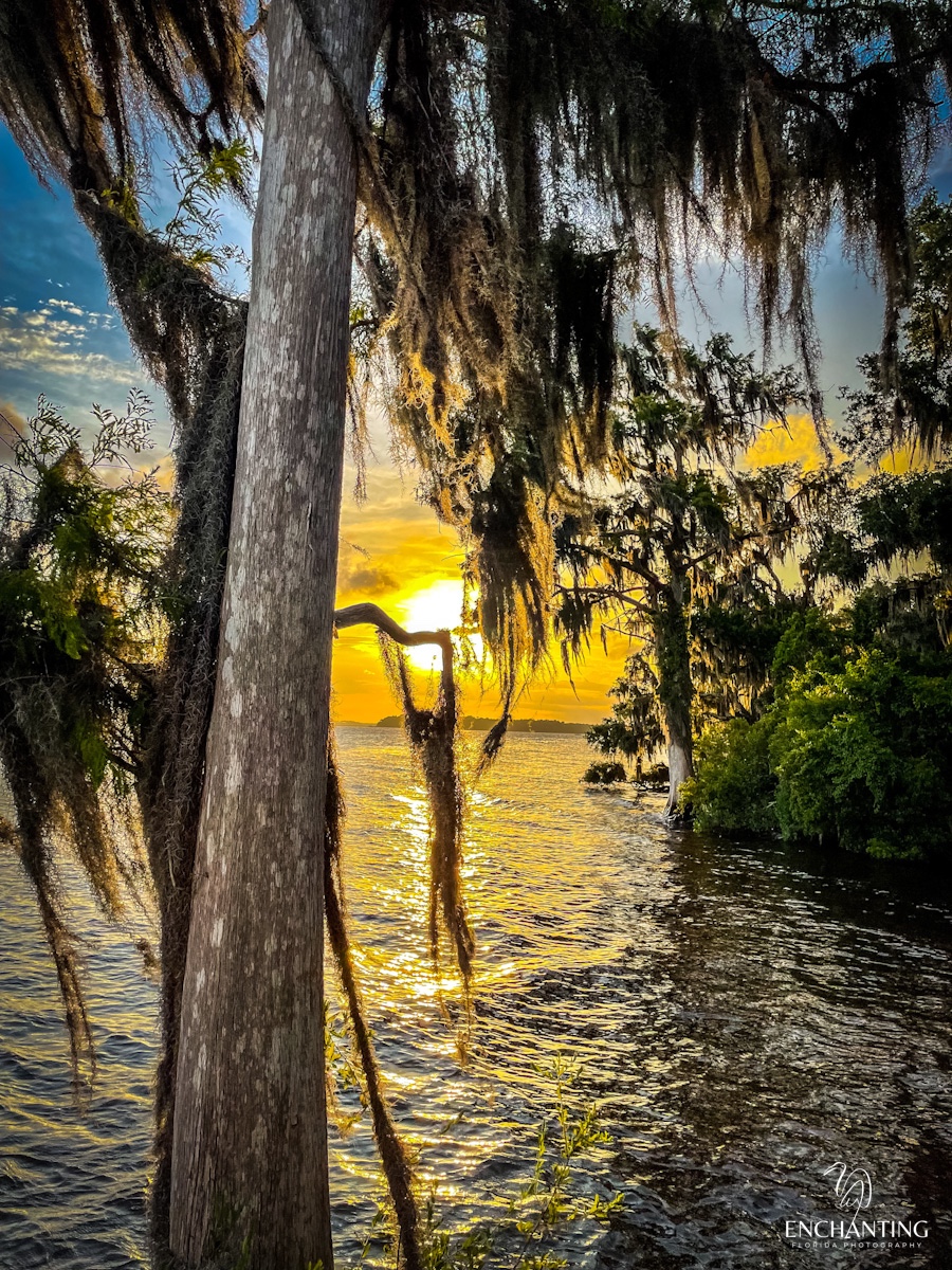 Wordless Wednesday #9 ~ August 31, 2022 – My Florida Life