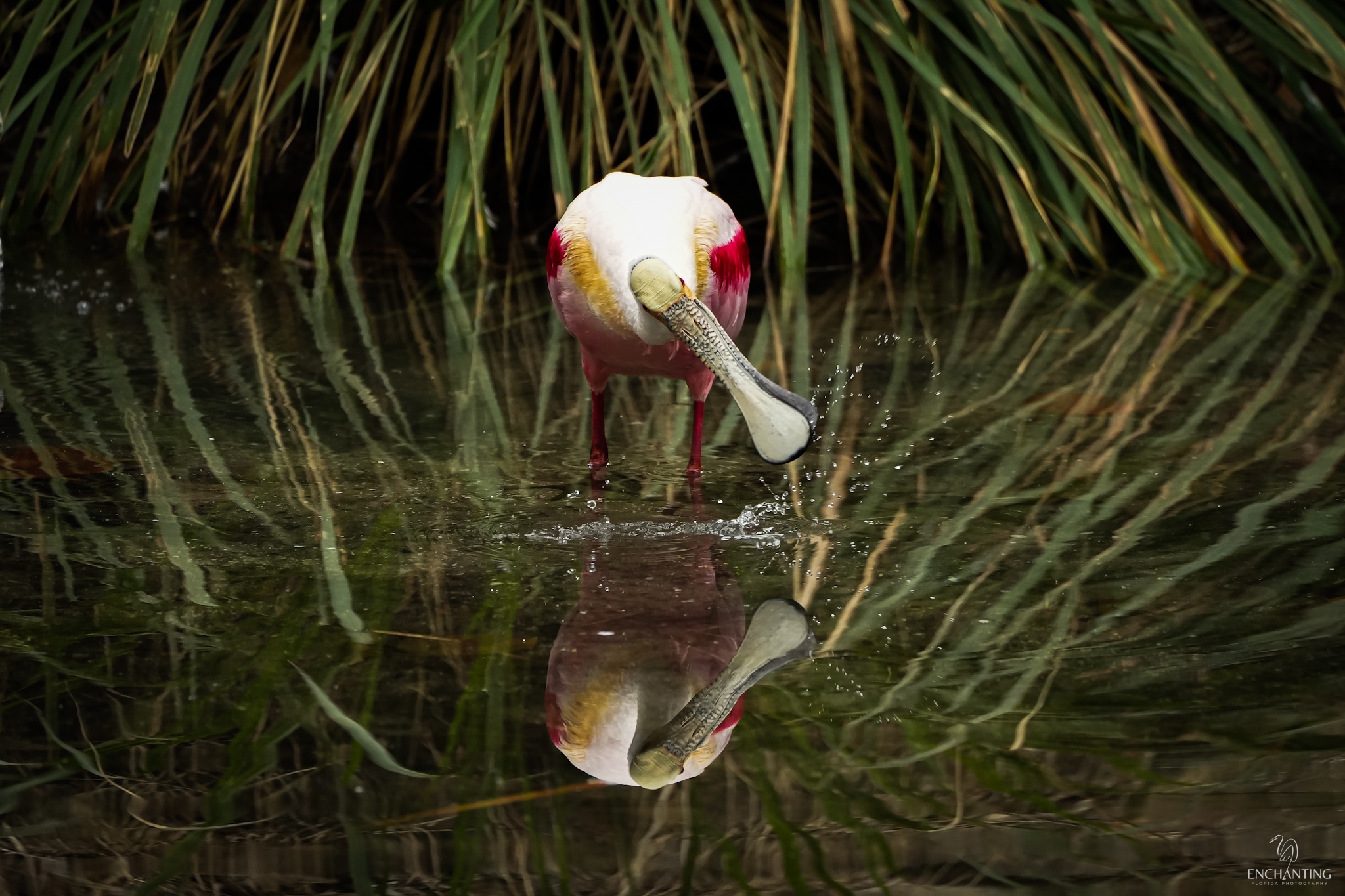 Pink in Nature 💗: the Roseate Spoonbill – My Florida Life