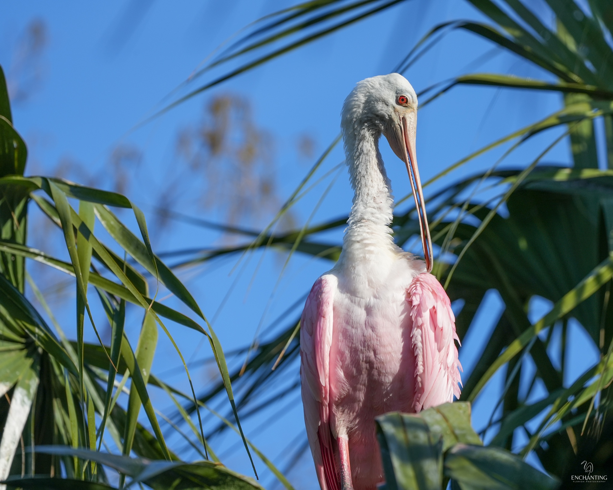 Pink in Nature 💗: the Roseate Spoonbill – My Florida Life