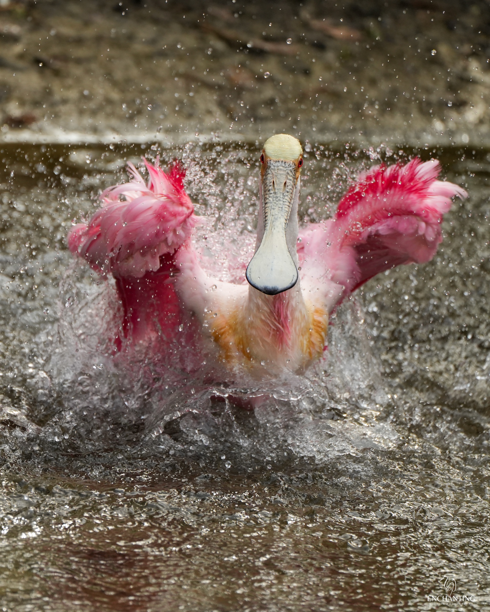 Pink in Nature 💗: the Roseate Spoonbill – My Florida Life