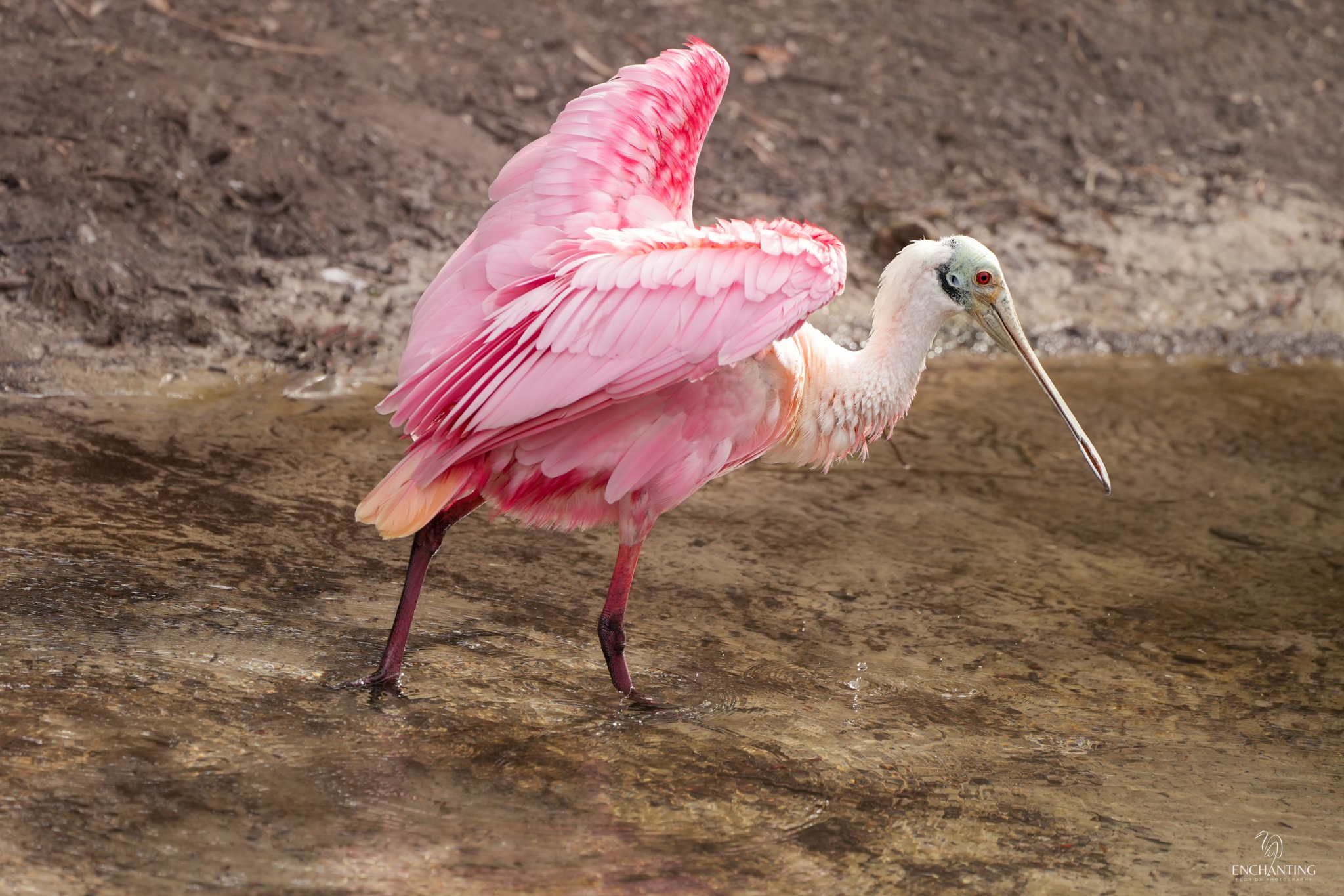 Pink in Nature 💗: the Roseate Spoonbill – My Florida Life