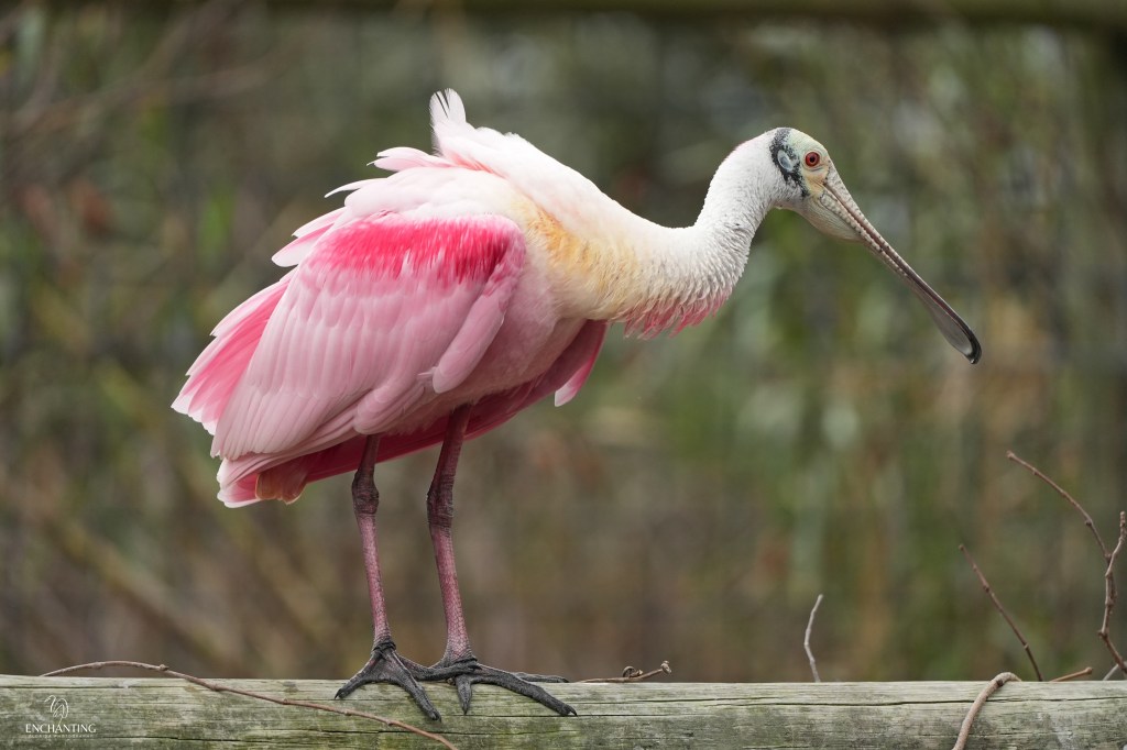 Pink in Nature 💗: the Roseate Spoonbill – My Florida Life