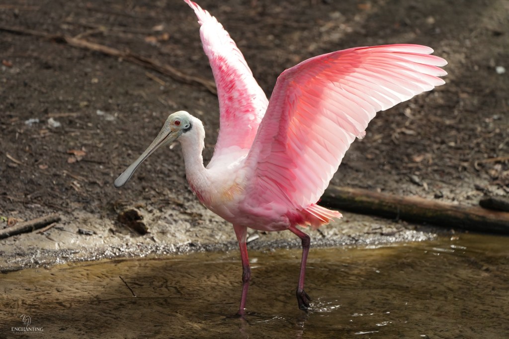 Pink in Nature 💗: the Roseate Spoonbill – My Florida Life