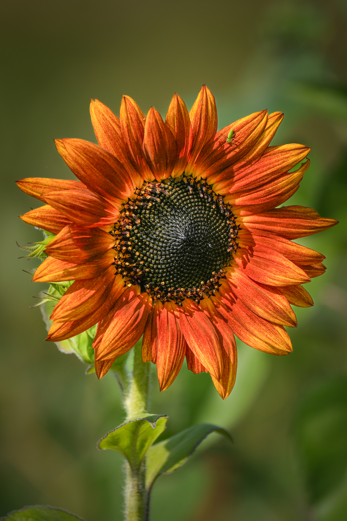 Spotlight on Me and my Photography – My Florida Life